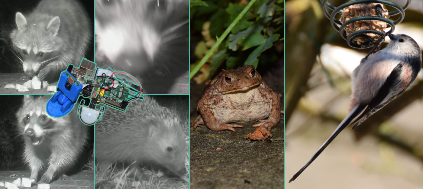 Spannende Tieraufnahmen mit der Raspberry Pi-Kamera oder Ihrer ...
